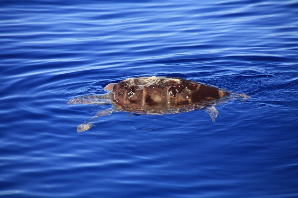 Loggerhead turtle - Whale Express